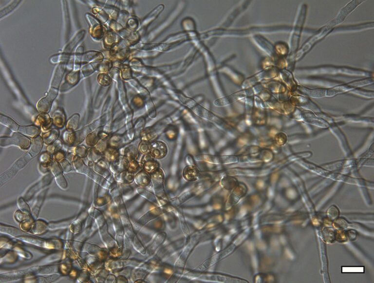 Marine Microbiome | Microbial Environment | Marine Biological Association