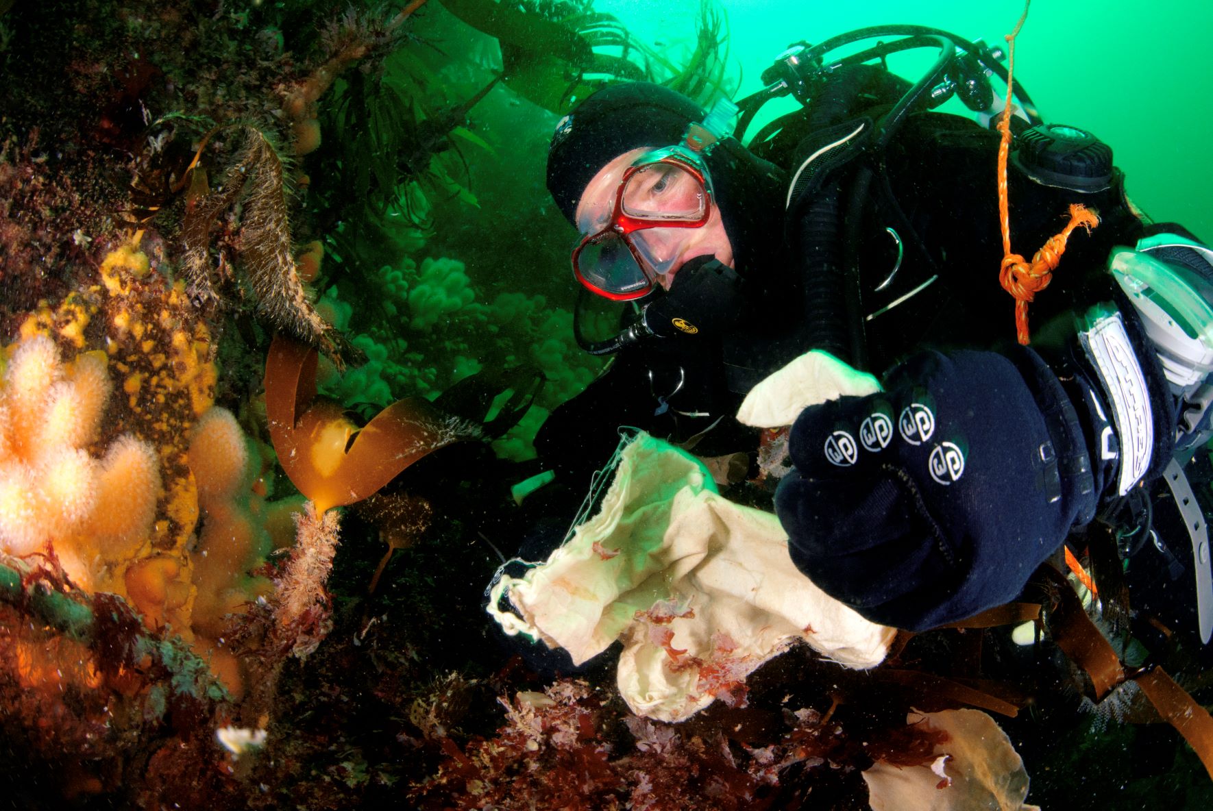 Coastal Ecology | Marine Biological Association