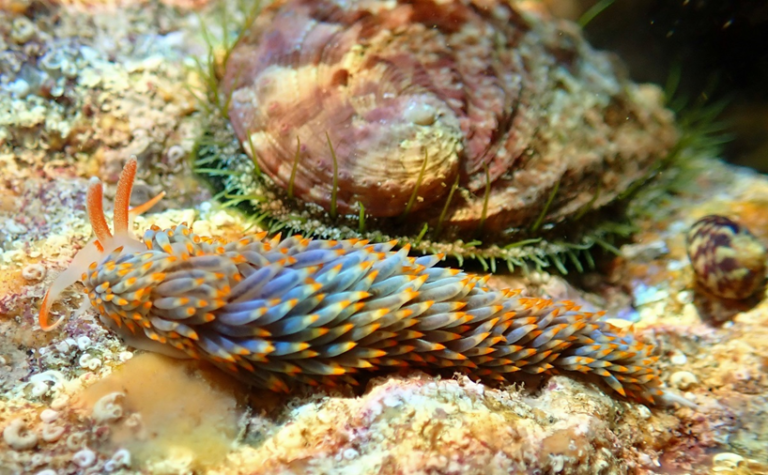 First Sighting in British Isles of Nudibranch Species | Marine ...