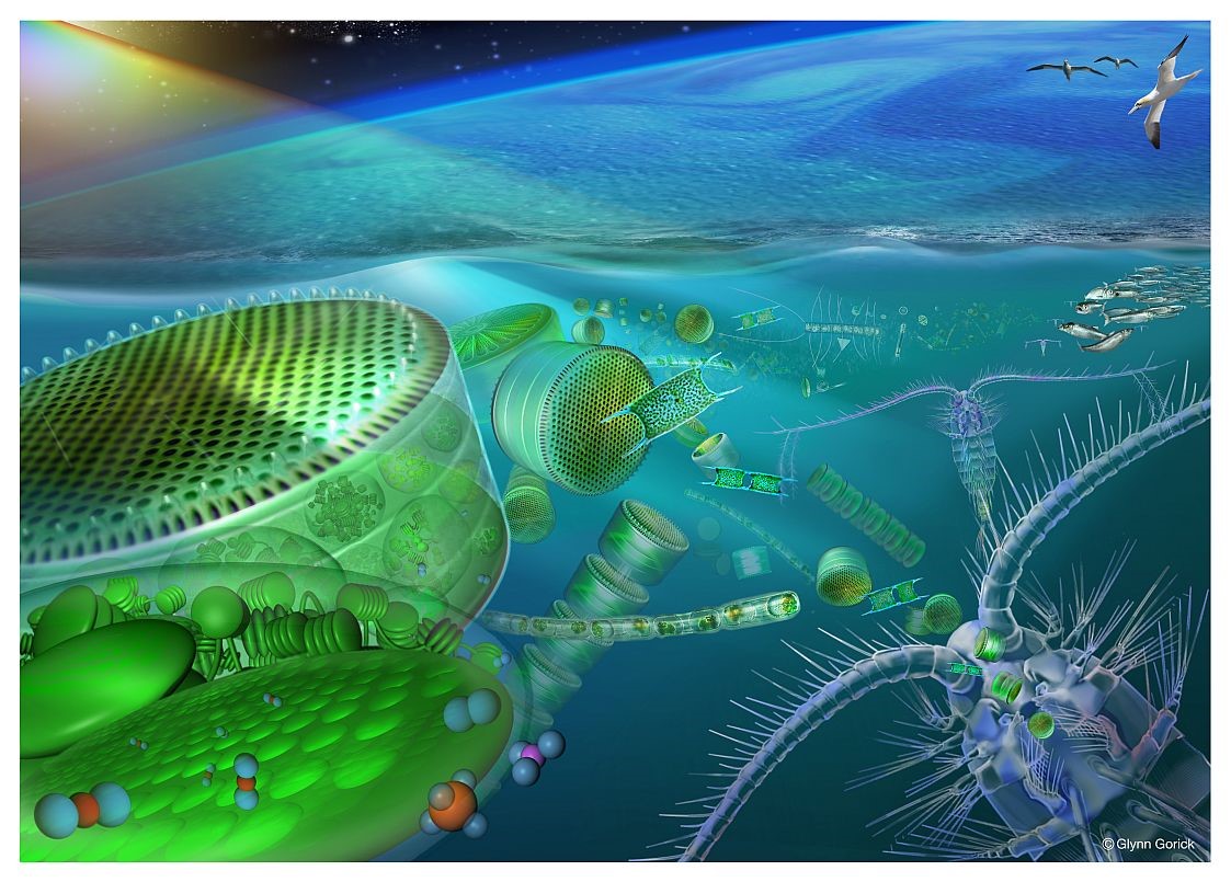 Climate change driving changes of plankton in our ocean | Marine ...