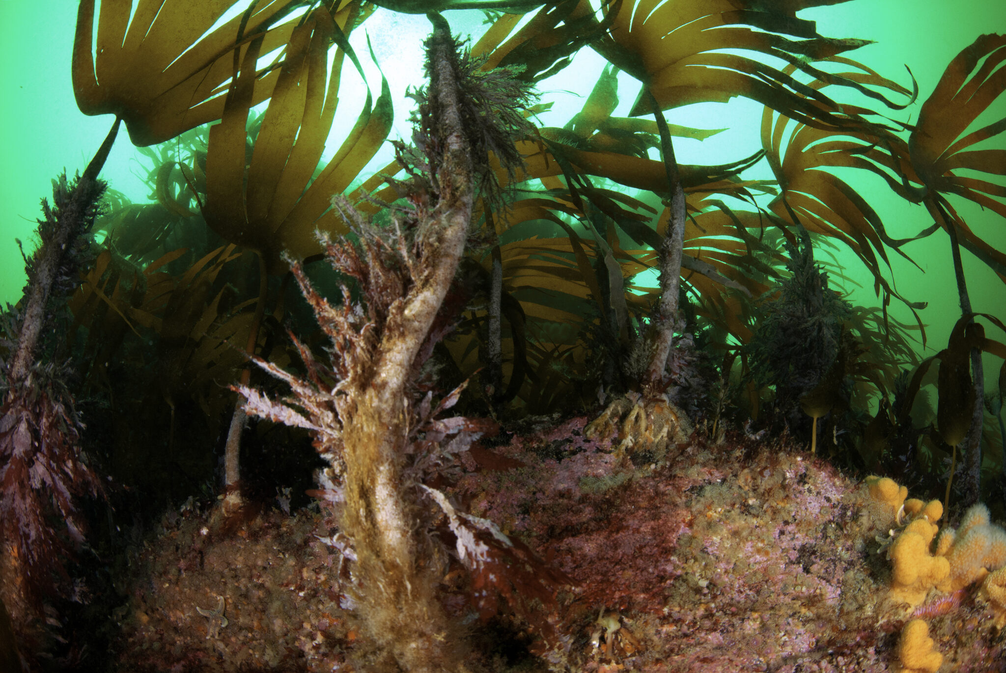 Pioneering techniques helps reveal how link between seaweed habitats ...
