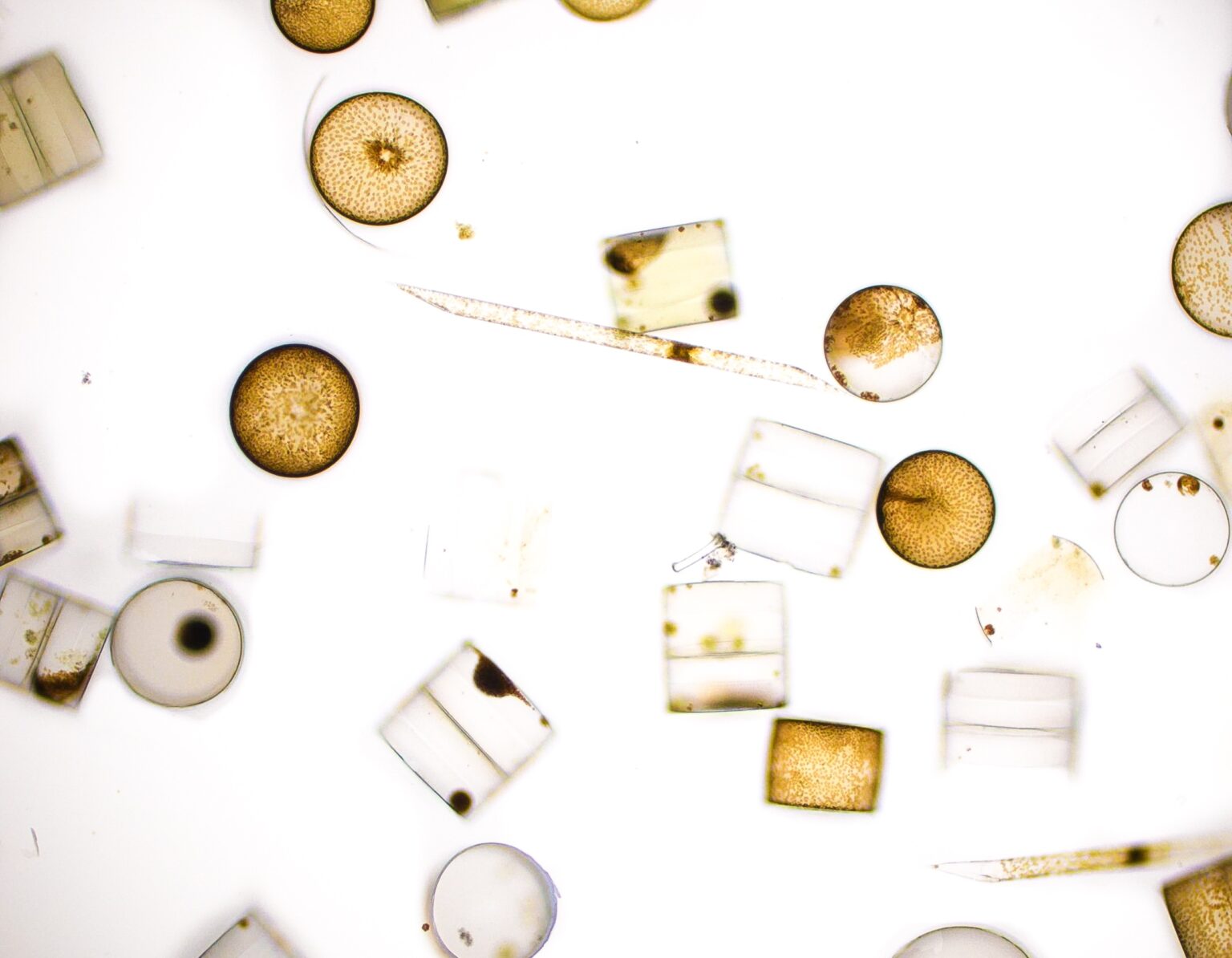 Plankton modelling system forecasts important shifts in phenology and ...