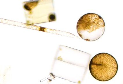 Plankton modelling system forecasts important shifts in phenology and ...