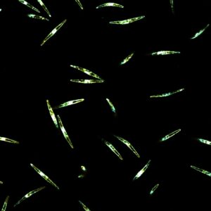 Algal Microbiome and Ecophysiology | Marine Biological Association