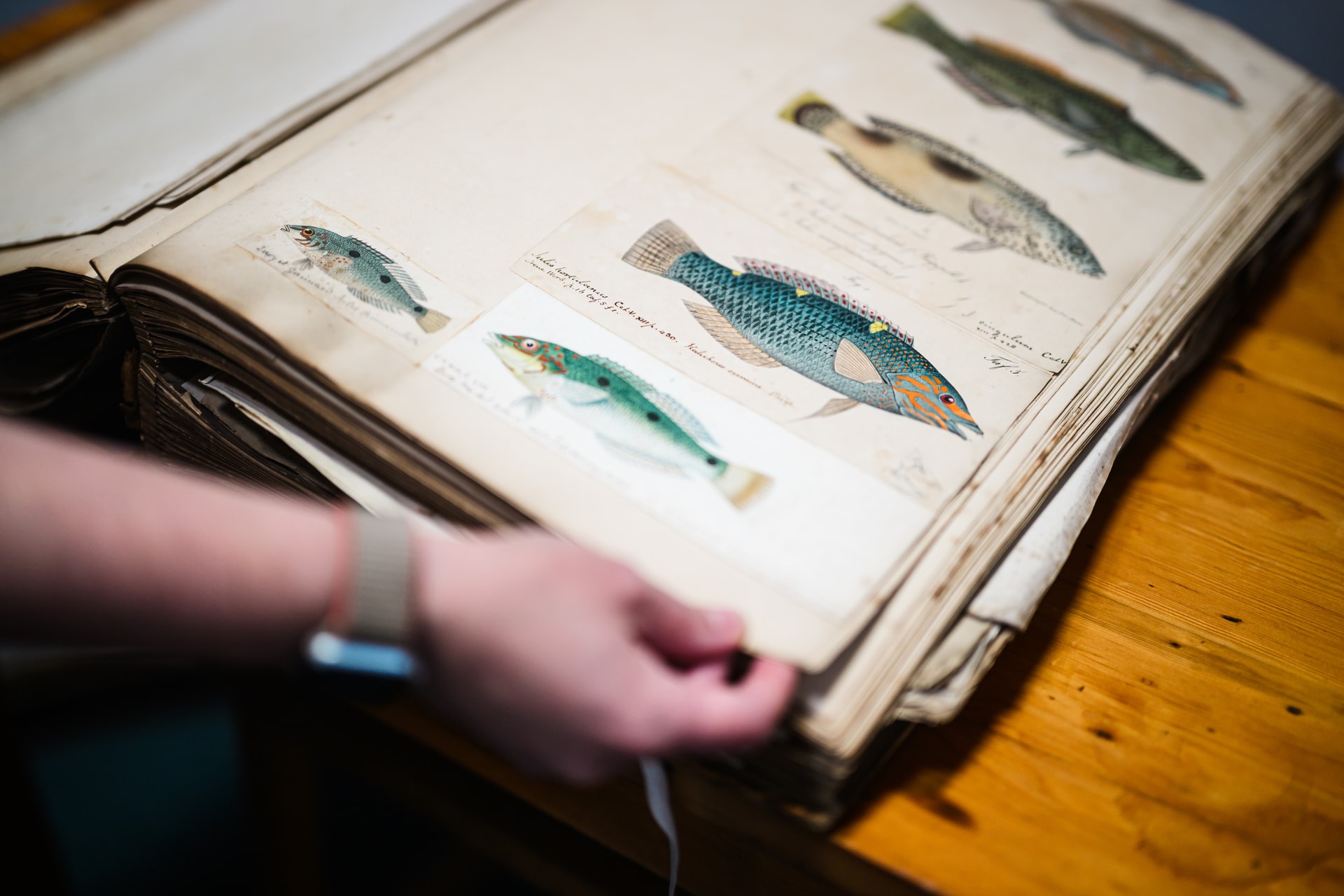 Sharing the history of the MBA - archive records now online | Marine ...