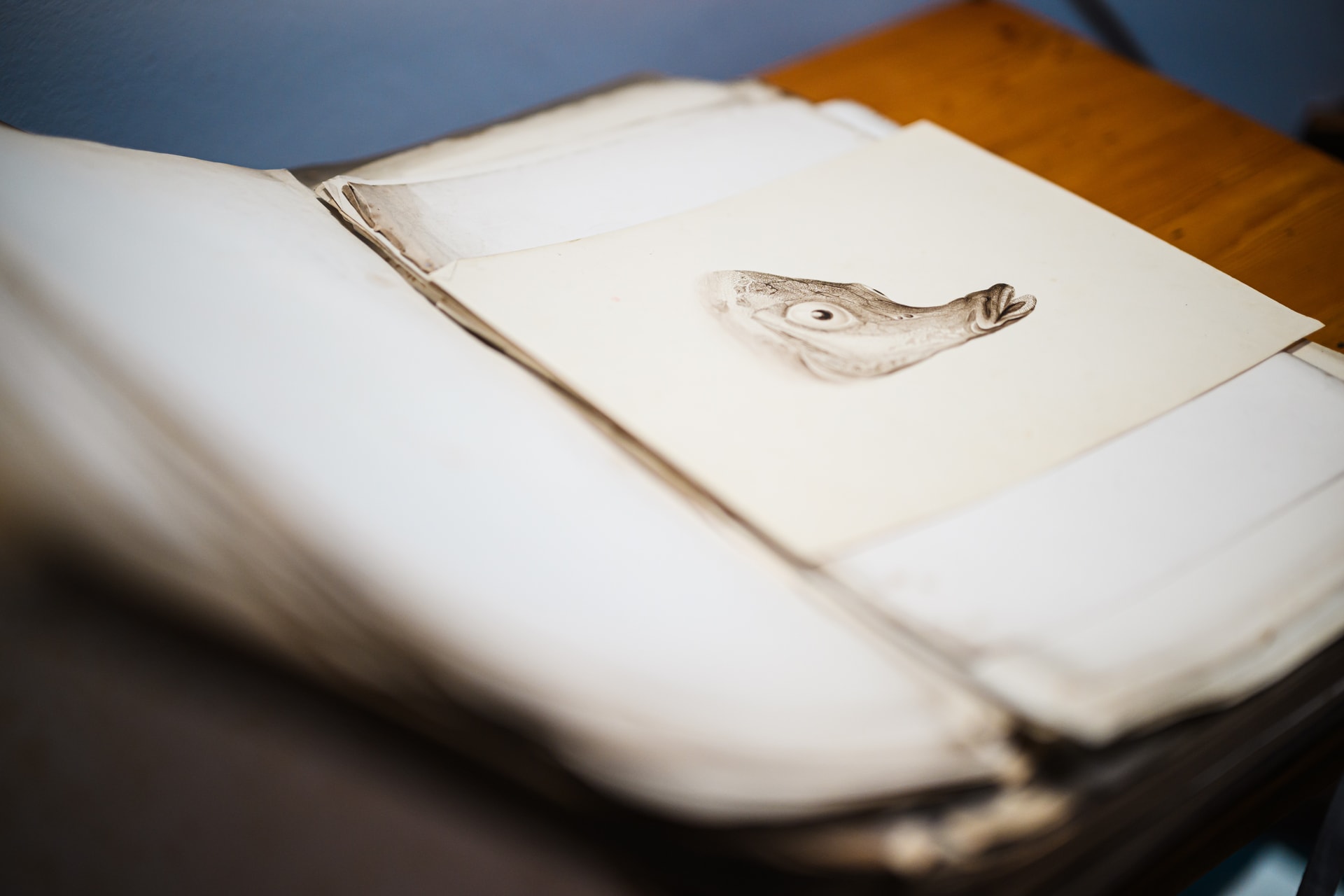 Sharing the history of the MBA - archive records now online | Marine ...