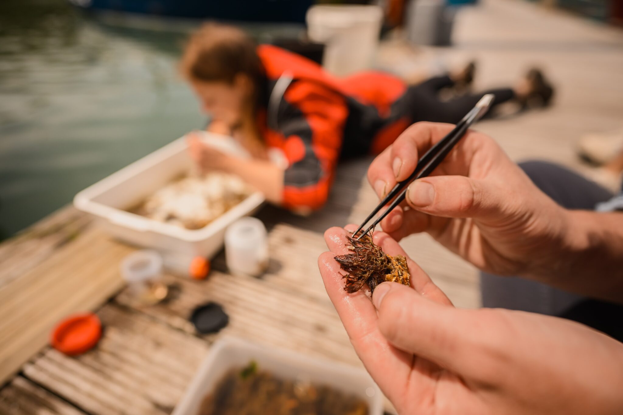 Volunteers and scientists reach six million marine record milestone ...