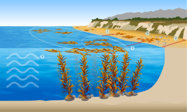 The choreography connecting kelp forests to the beach | Marine ...