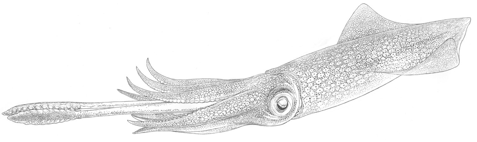 Marine Biological Association Marks 140 Year Anniversary | Marine ...