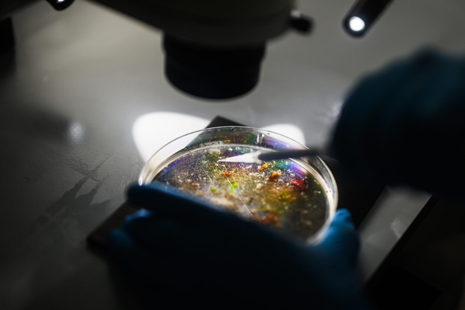 Plymouth scientists play key role in global Plankton Manifesto | Marine ...