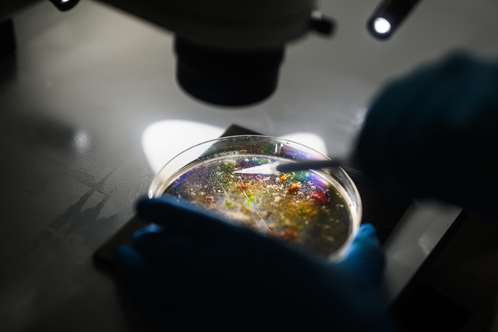 Plymouth scientists play key role in global Plankton Manifesto | Marine ...