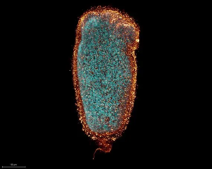 Marine Microbiome | Microbial Environment | Marine Biological Association