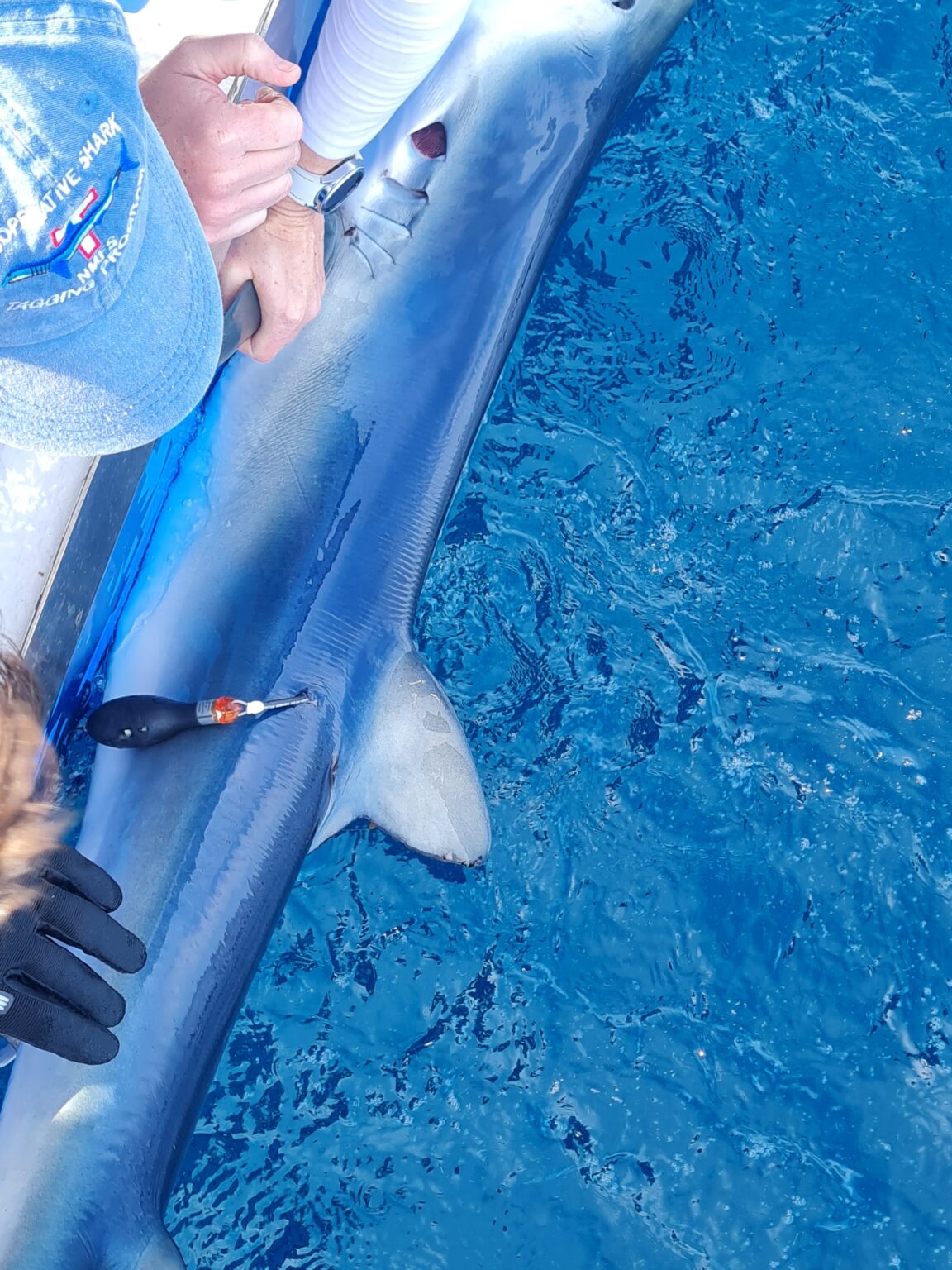 International Blue Shark Tagging Project Success in 2024 | Marine ...