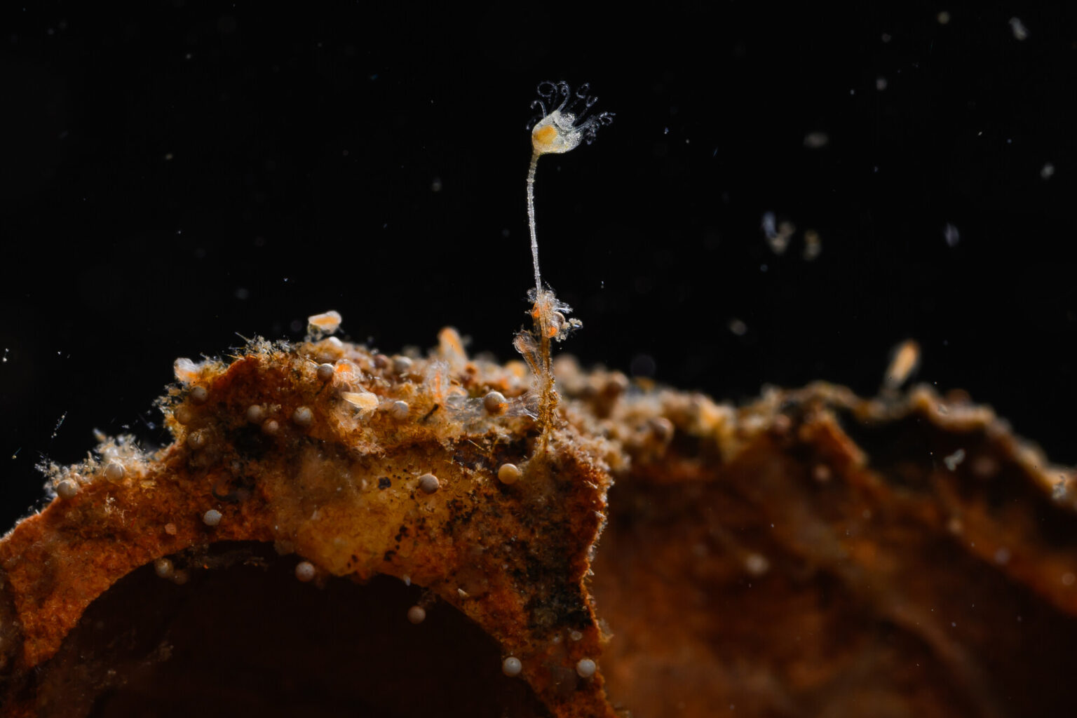 The quirky bodies of crinoids could shed light on the past while ...