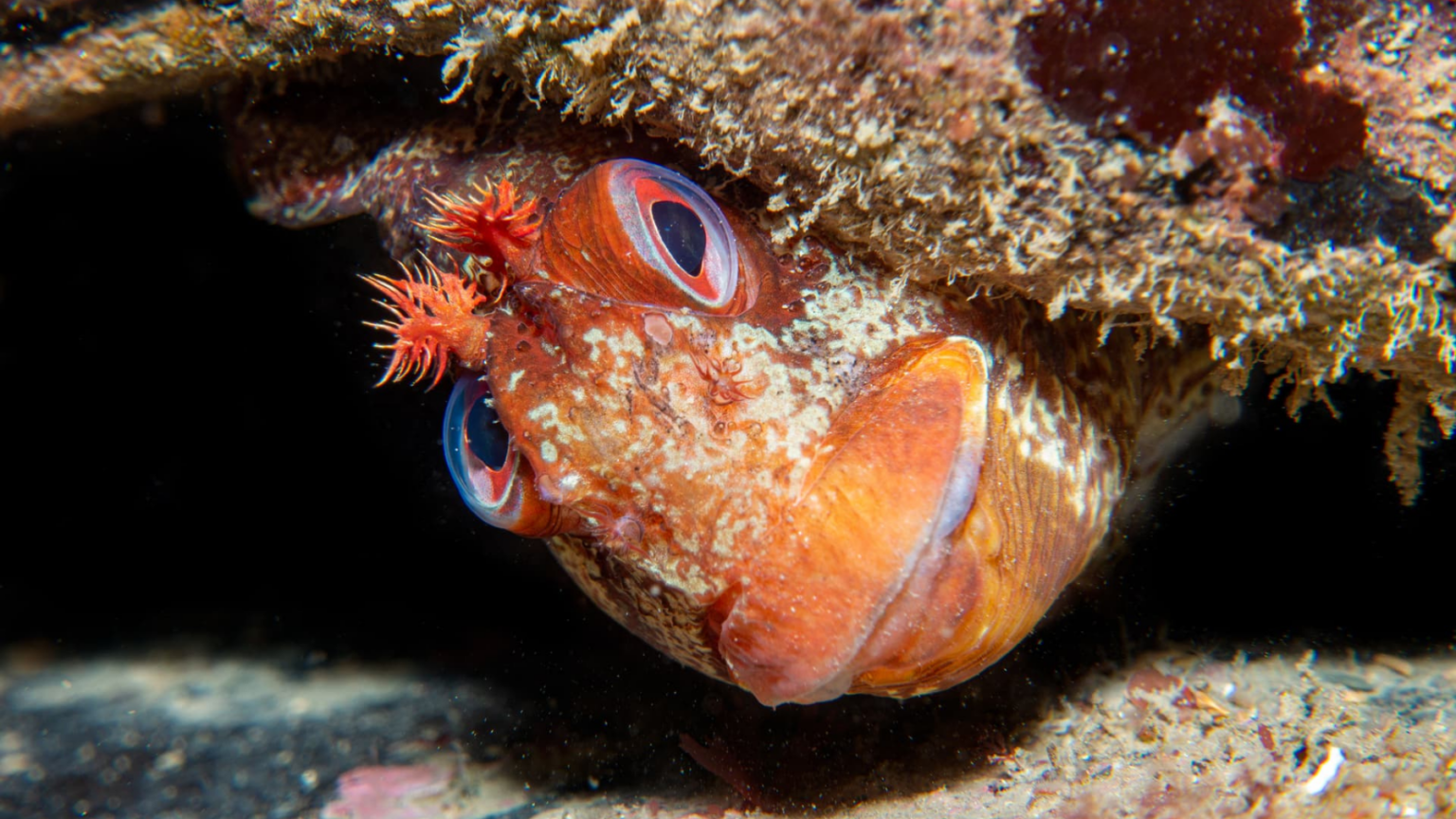 About us | Marine Biological Association