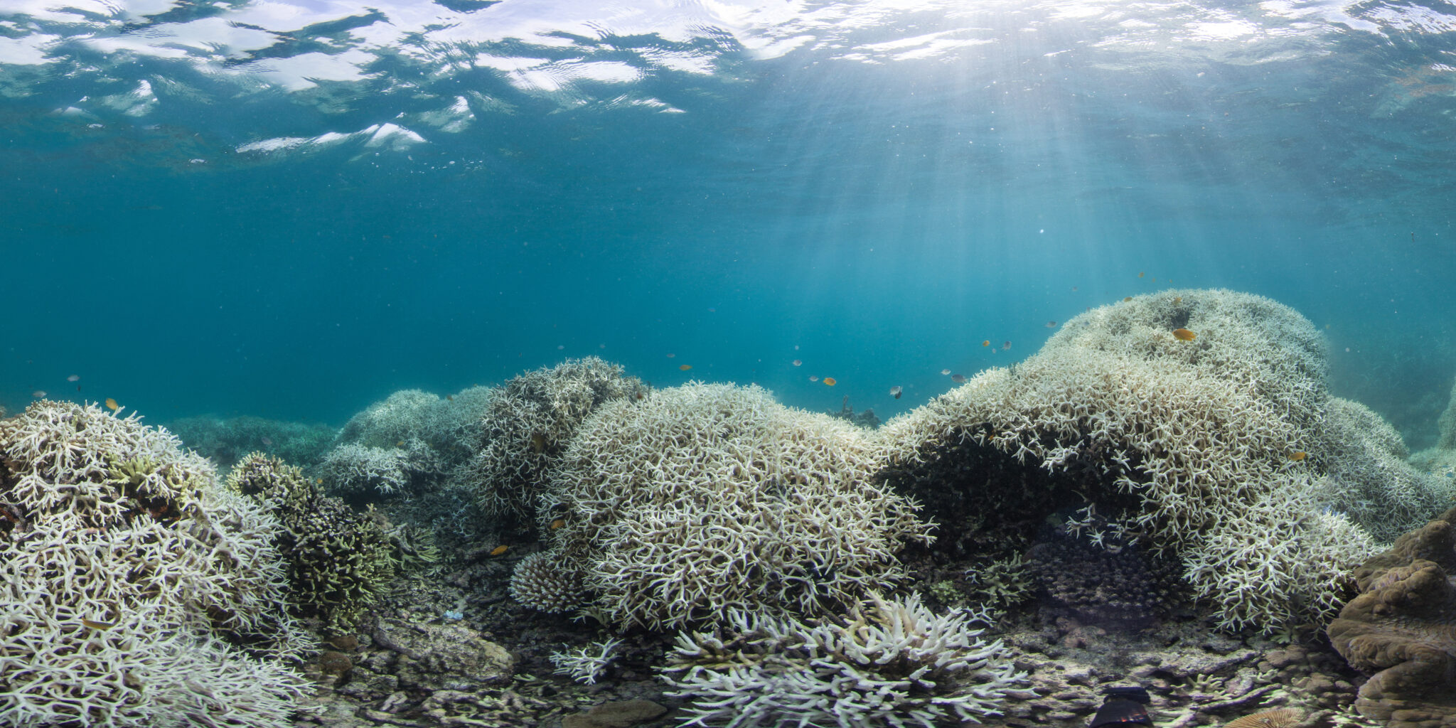 Record-breaking marine heatwaves caused global devastation in the last ...