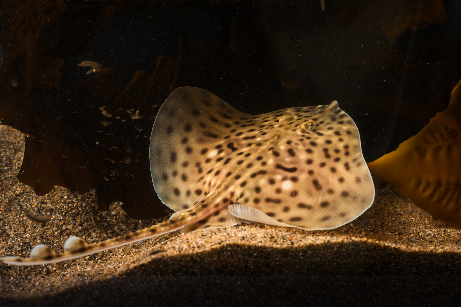 Marine Biological Association | Marine Biology UK