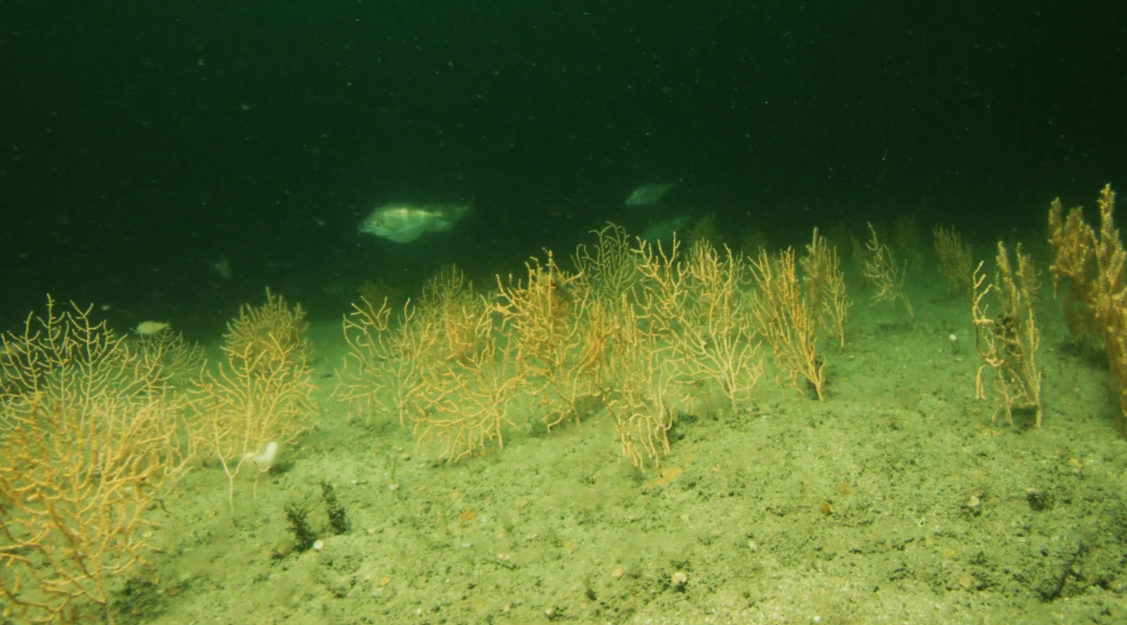 Extraordinary sea fan reef discovered off England’s Southwest coast ...