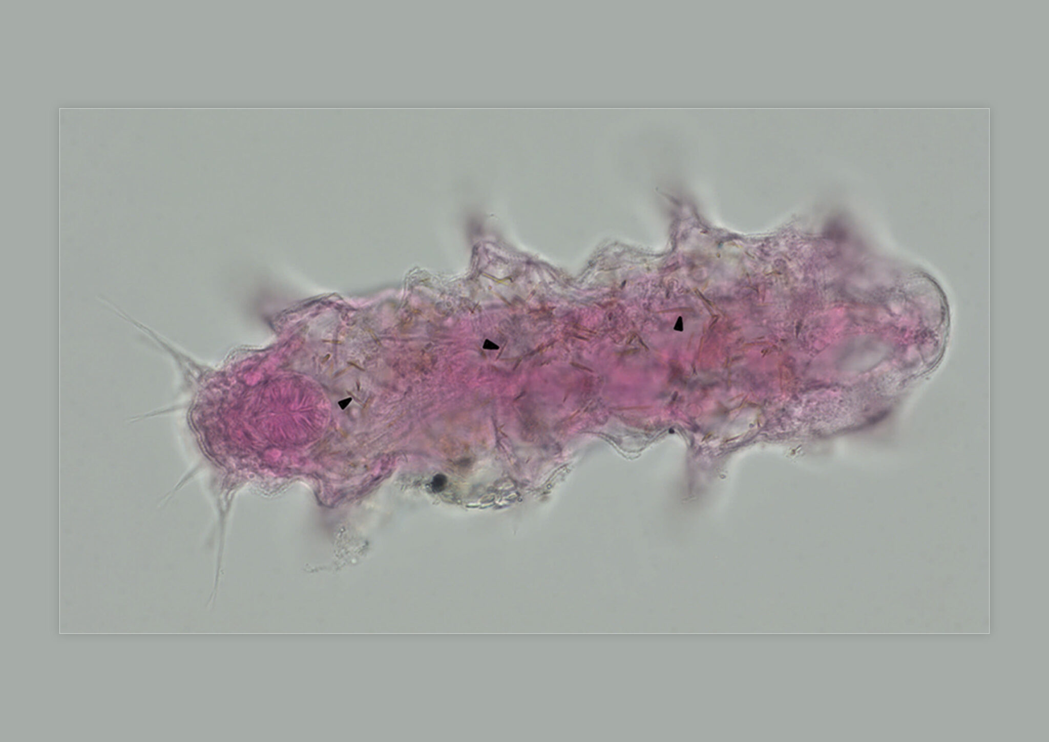 New marine tardigrade 'water bear' species discovered | Marine ...