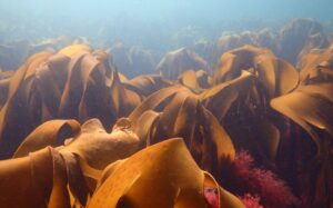 Kelp forests show resilience to disturbance – but warming seas may slow ...