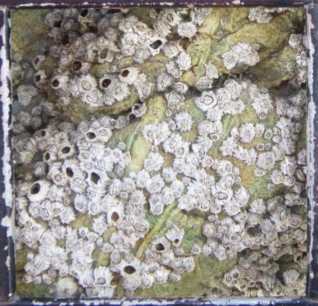 PhD Opportunities | Marine Biological Association