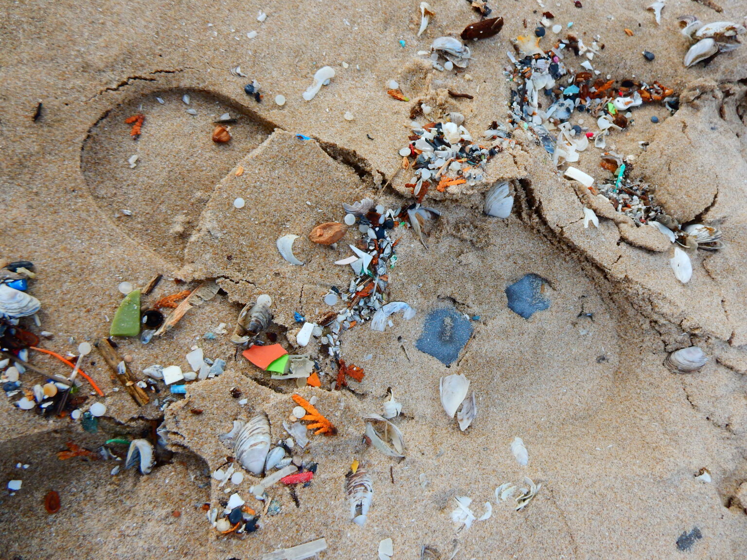 Microplastics and marine pollution | Marine Biological Association