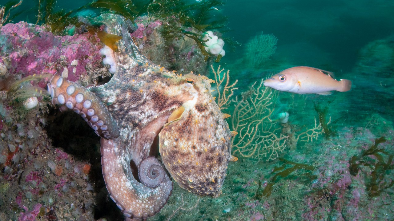 Octopus bloom: We must “plan for a future where these changes may ...